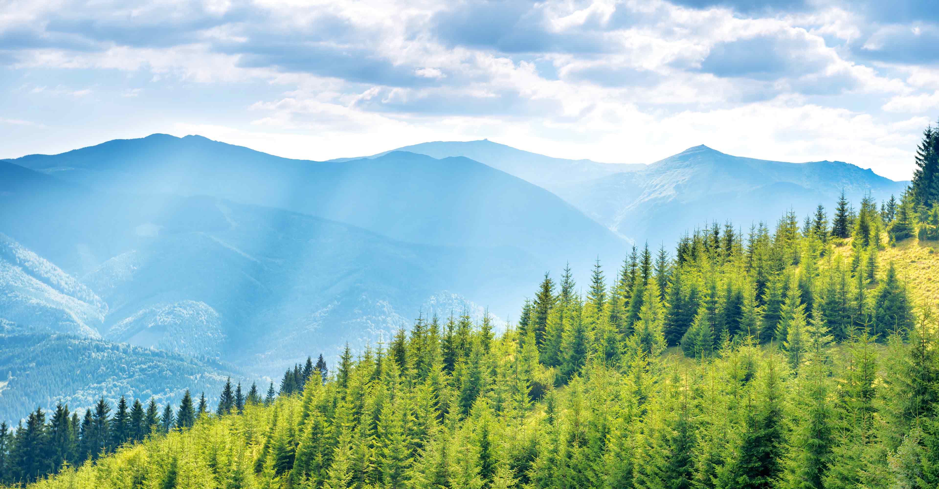 A Hesitating Faith and an Entrusting Faith - Sermons