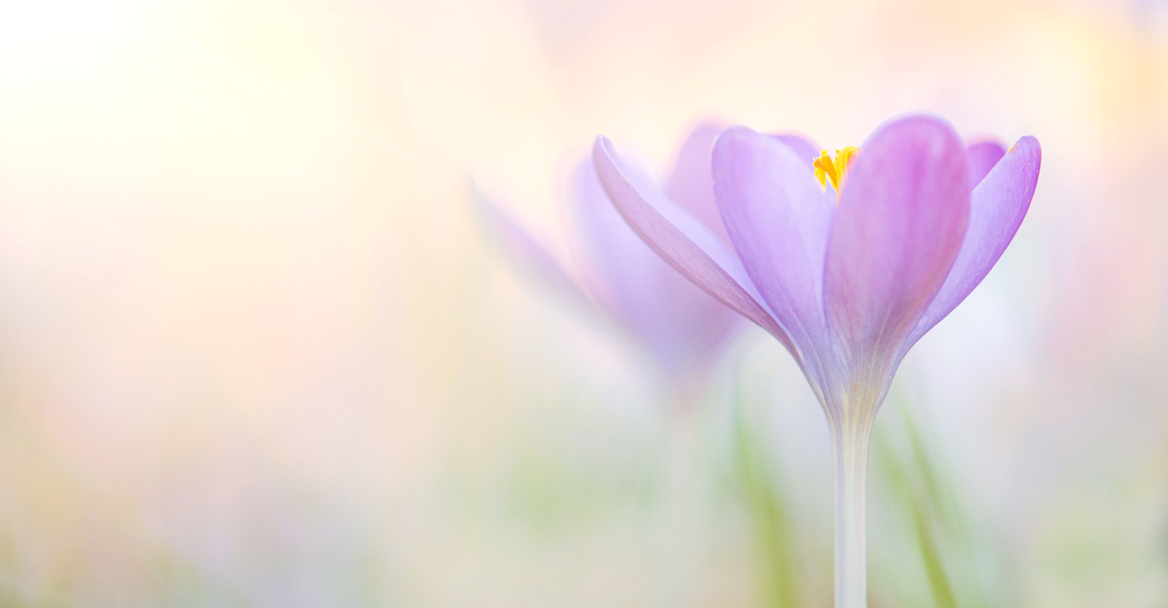 From the Mortal Body to the Immortal Body - Sermons