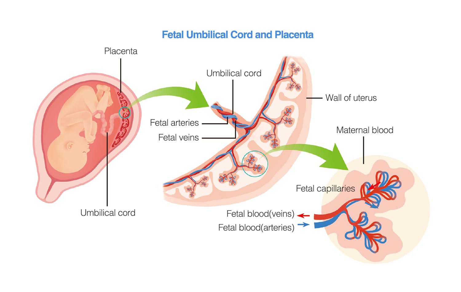 The Umbilical Cord And Placenta Which Connect Mom And Baby Bible And The Umbilical Cord And Placenta Which Connect Mom And Baby Bible And